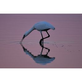 Wereld Trekvogeldag